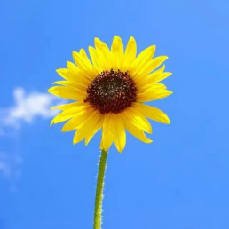 政因有你臻于至善 