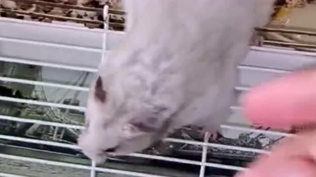 总是将小窝当厕所的仓鼠,可以训练它们定点上厕所,不能偷懒