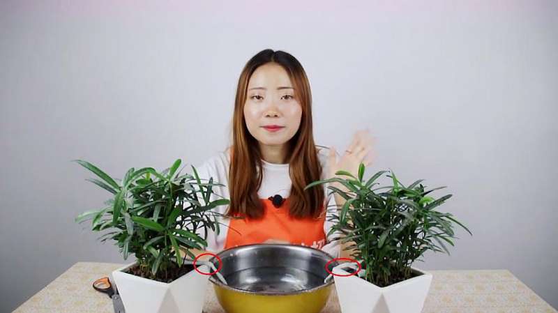 教你自制神秘自动浇花神器,只需两根绳子,就是这么简单!