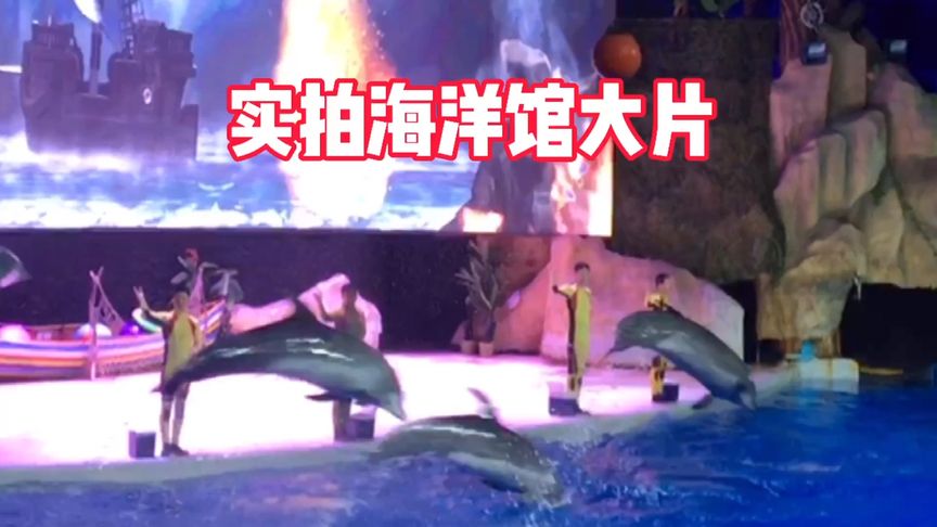 实拍海洋馆大片—可爱的海豚
