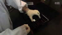 抗体免疫组化（IHC）实验操作指导