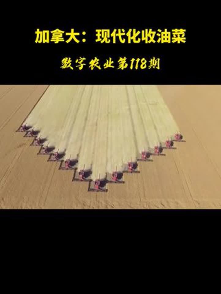 ...现代化收油菜!大型农场种收油菜,全程机械化,场面相当震撼!农业机械