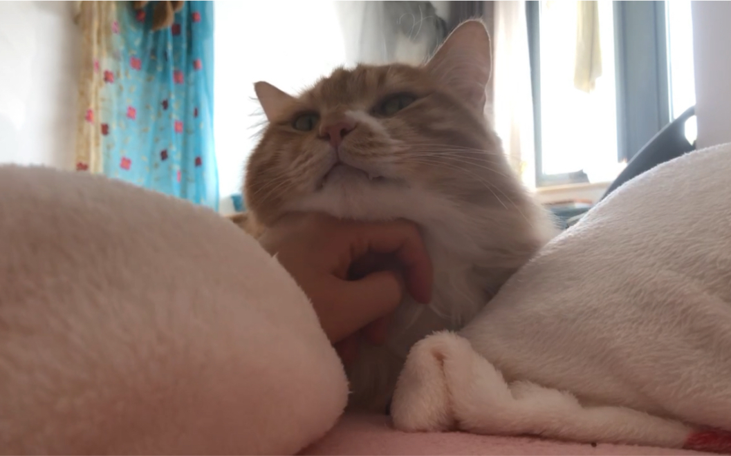 猫咳嗽喷嚏的时候好丑啊哈哈哈哈
