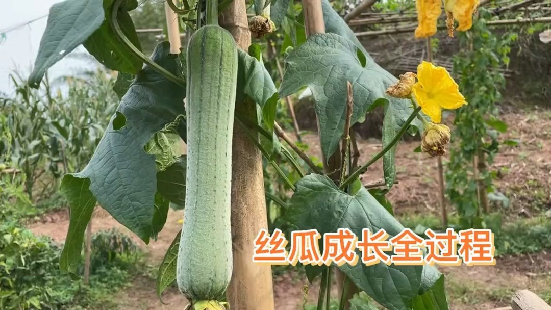 丝瓜生长和吃的过程