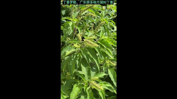 花草百科认识|丁香罗勒|药用价值见简介