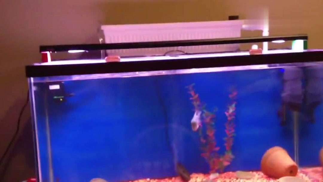 DIY鱼缸过滤器,这家主人太聪明了,养鱼专业户啊