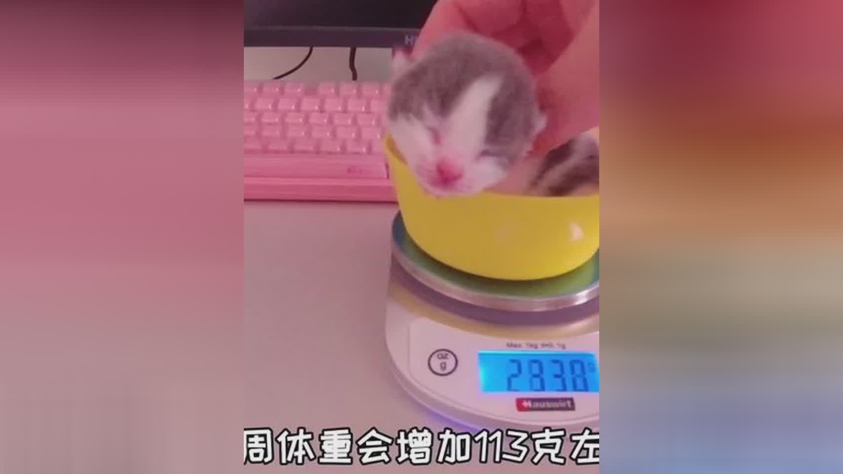 ...新生幼猫的体重是怎样变化的么?#萌宠出道计划#vlog萌宠日常#猫生产