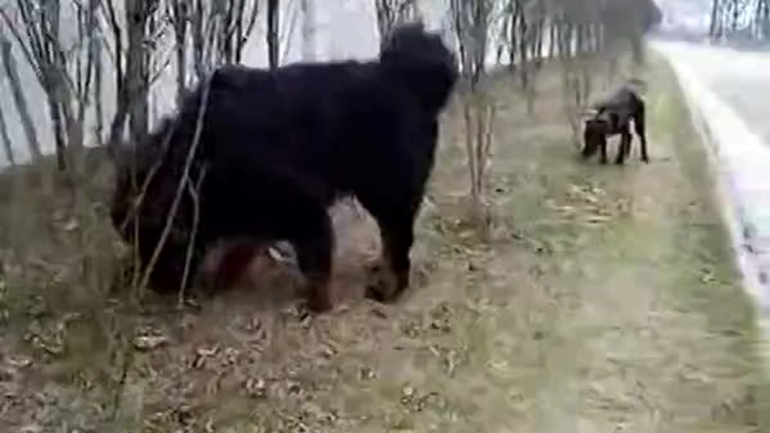 卡斯罗 藏獒与卡斯罗