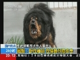 [视频]多地频现恶犬伤人事件 藏獒:野性难驯 性情暴烈擅攻击