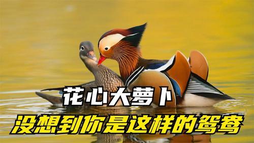鸭子里最漂亮的鸳鸯,你知道几何