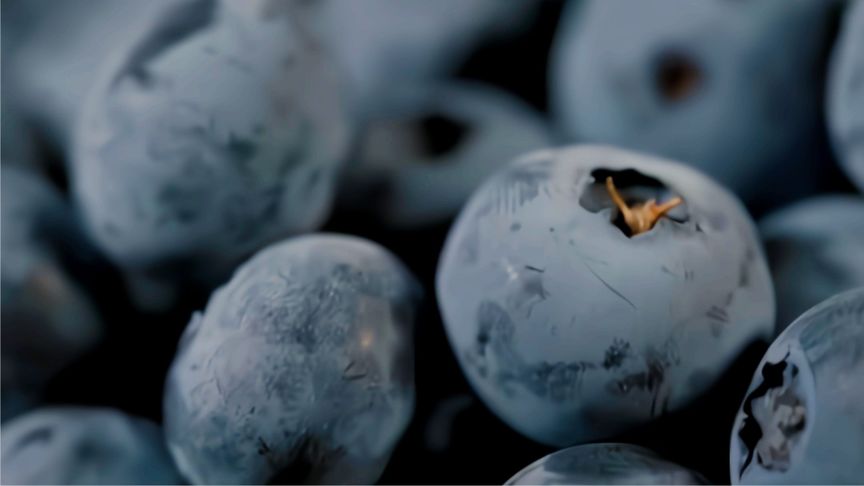 长白山 • 蓝美眉蓝莓,超大果粒,和5毛硬币一样大