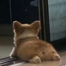 小园圆圆 