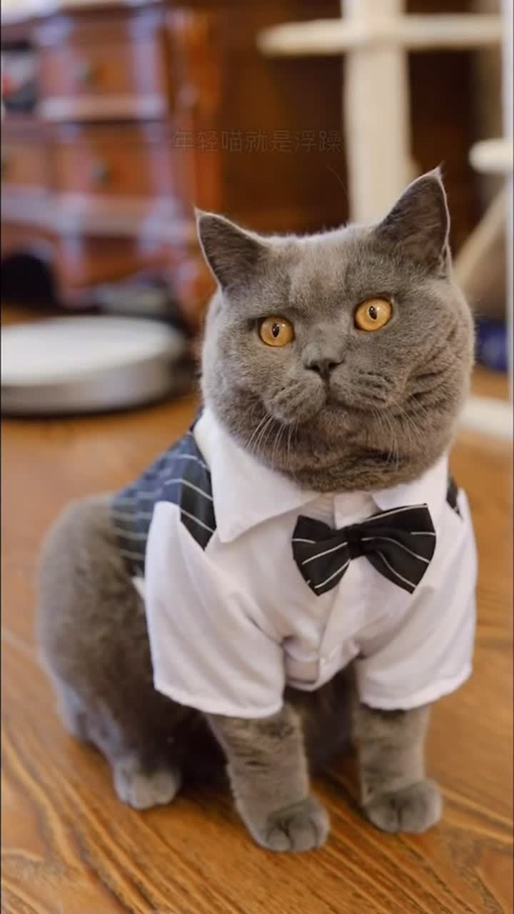 后宫宠喵传三杯柠檬绿茶小胖你是不是觉得自己的智商有点难以融入...