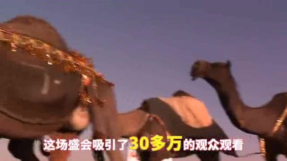 骆驼选美大赛曝丑闻:12只骆驼因整容被退赛-国语流畅
