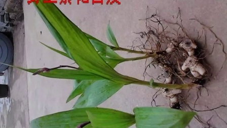 野生白及种苗_13737801960_白芨种子_白芨的功效与作用_白芨价格 ...