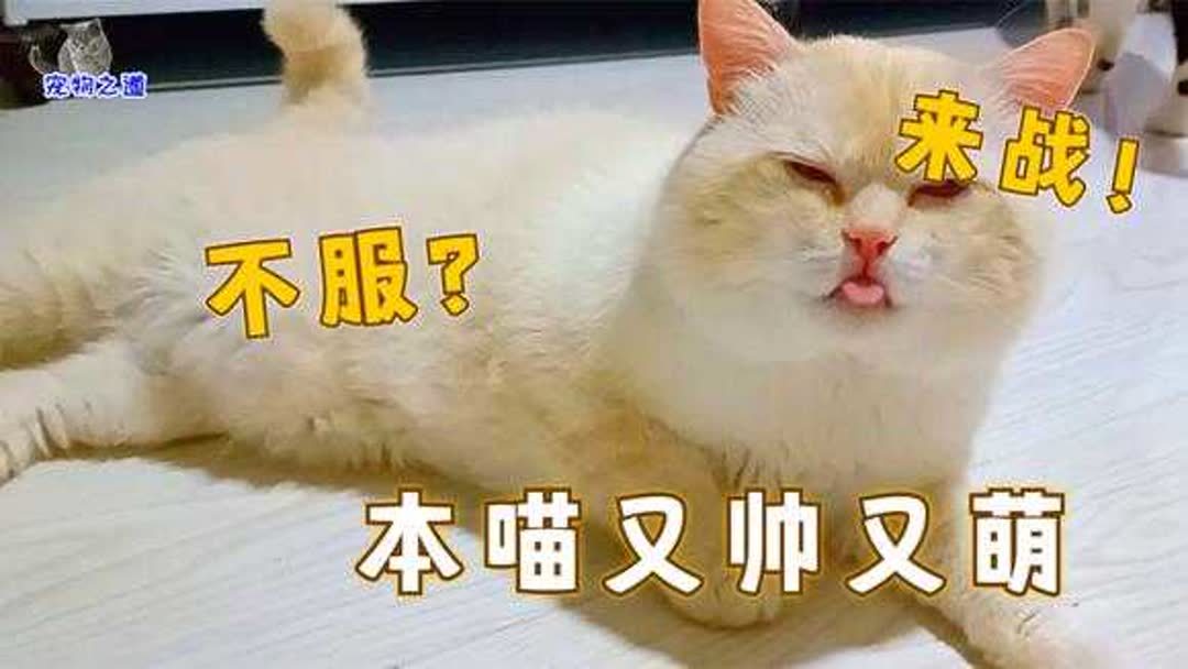 几只小母猫缠着主人卖萌撒娇,胖公猫只顾盯着帅公猫,一脸不服气