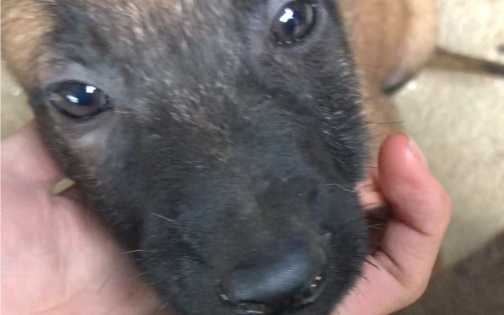 小马犬打架,一天到晚就打架。