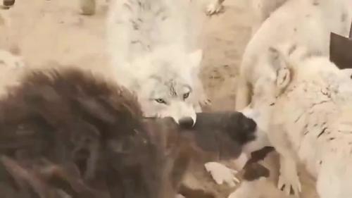 为了争夺一只羊仔,藏獒与展开厮杀,场面一度控制不住!