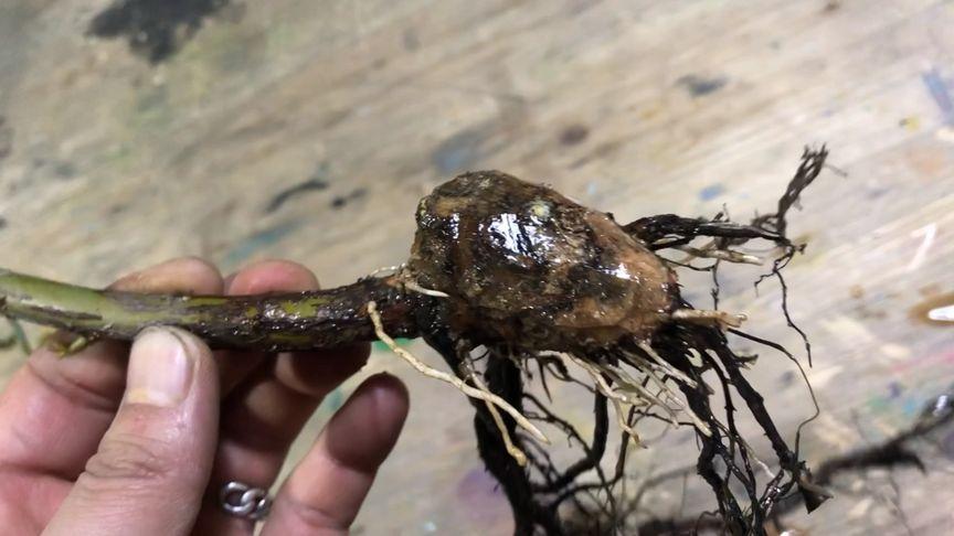 野蔷薇下山桩,20多天,芽点和愈伤组织周围都长根,算意外吗?