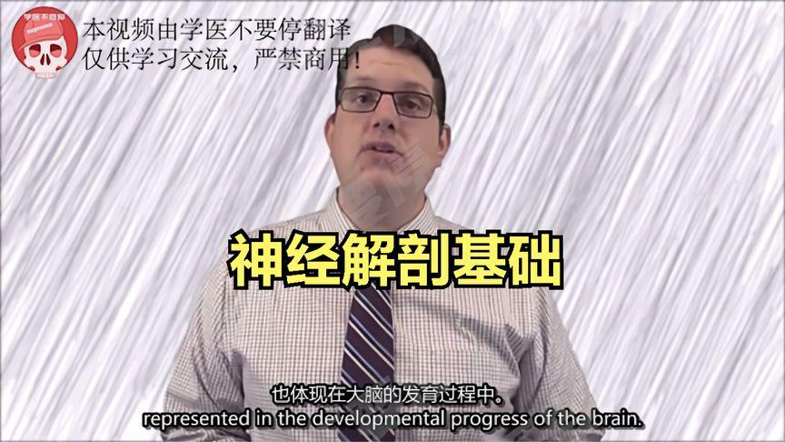 【神经影像学基础神经科学】| 1.4 大脑的发育与血管组织