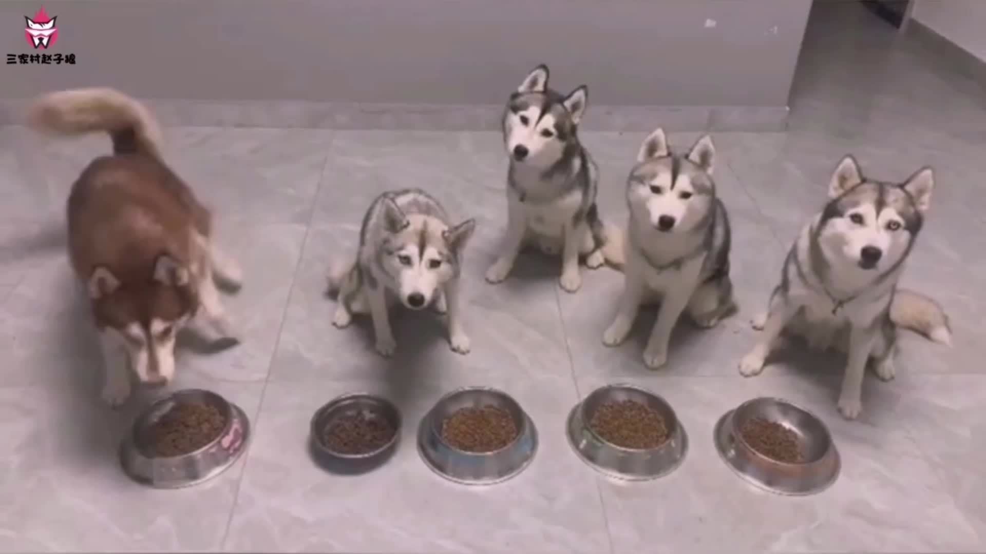笑亿天 开饭之前我先说一下规矩,我不数到三谁也不能吃!