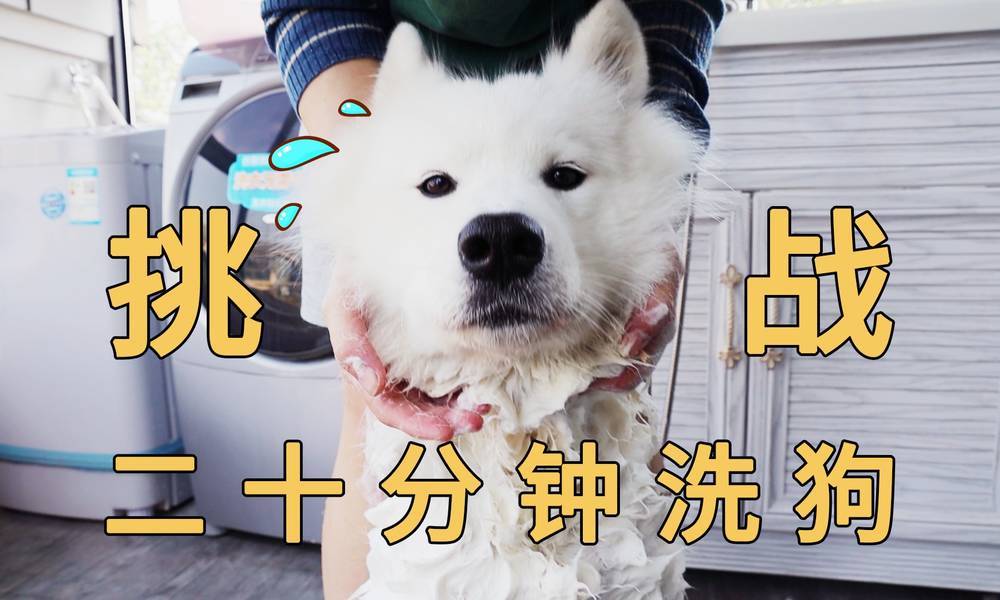 铲屎官第一次尝试给狗狗洗澡,狗:凳子是我坐的,你站着!