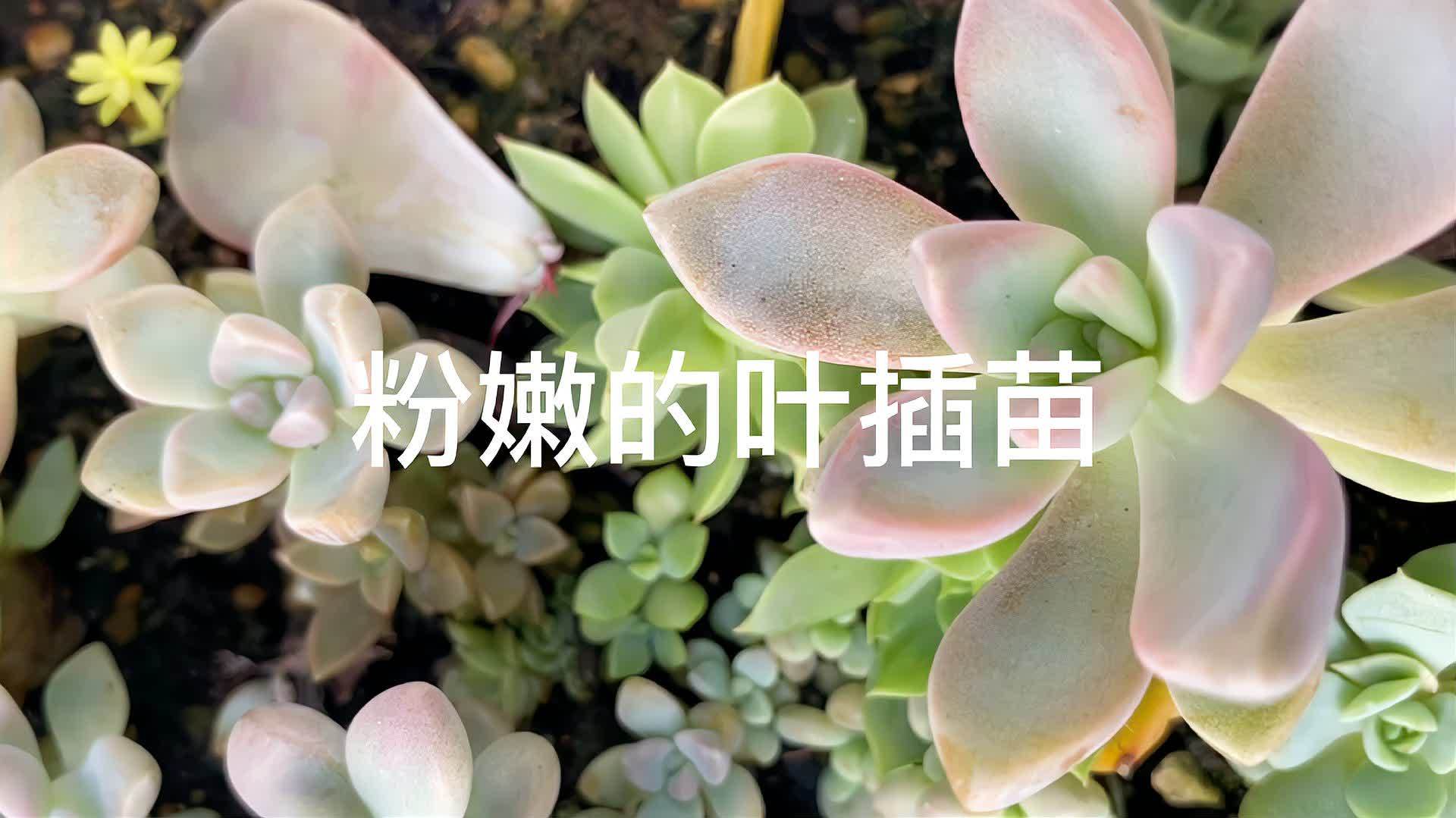 夏天的叶插小苗快速生长,颜色比老桩还可爱