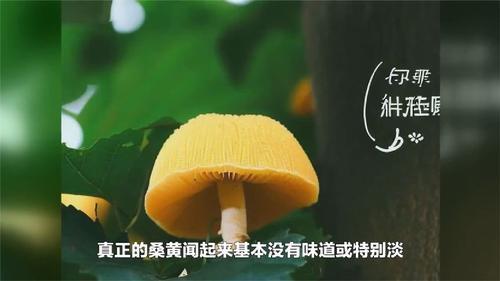 桑黄,你买对了吗?教你三招轻松鉴别真假桑黄!