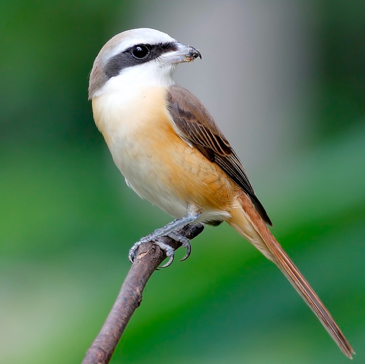 saeipi 