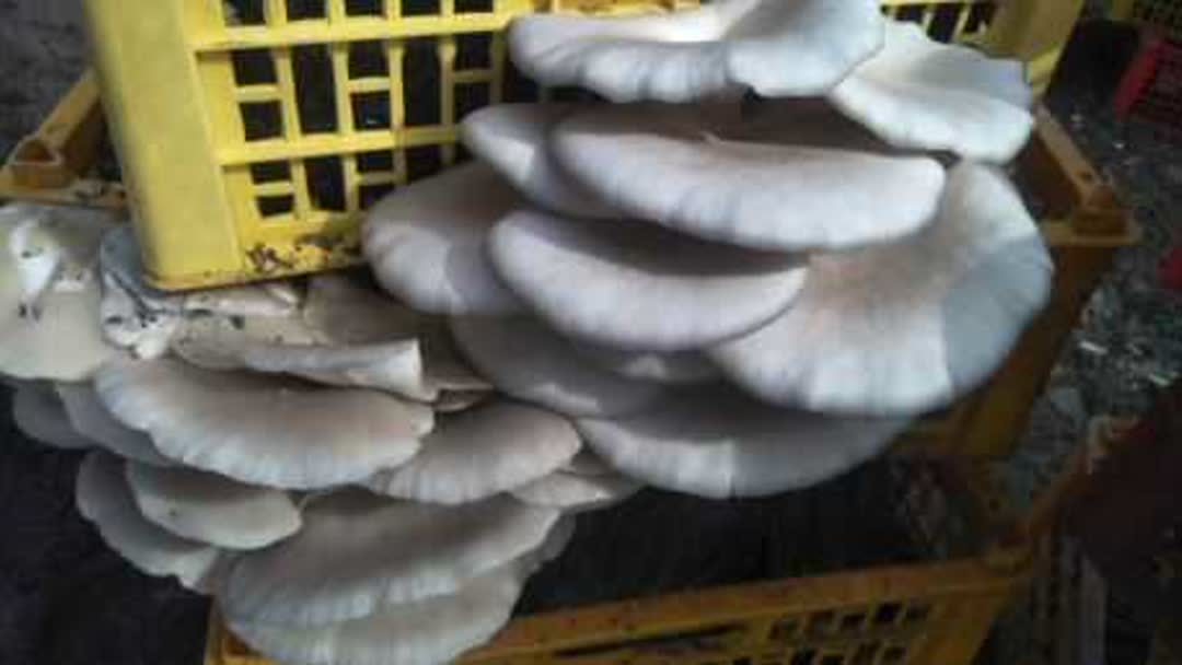 灵芝王手把手教你:食用菌平菇种子专业制种技术,一看就会!