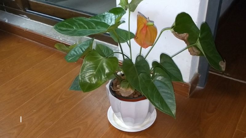 自制自动浇花神器，看完一定会忍不住做一个