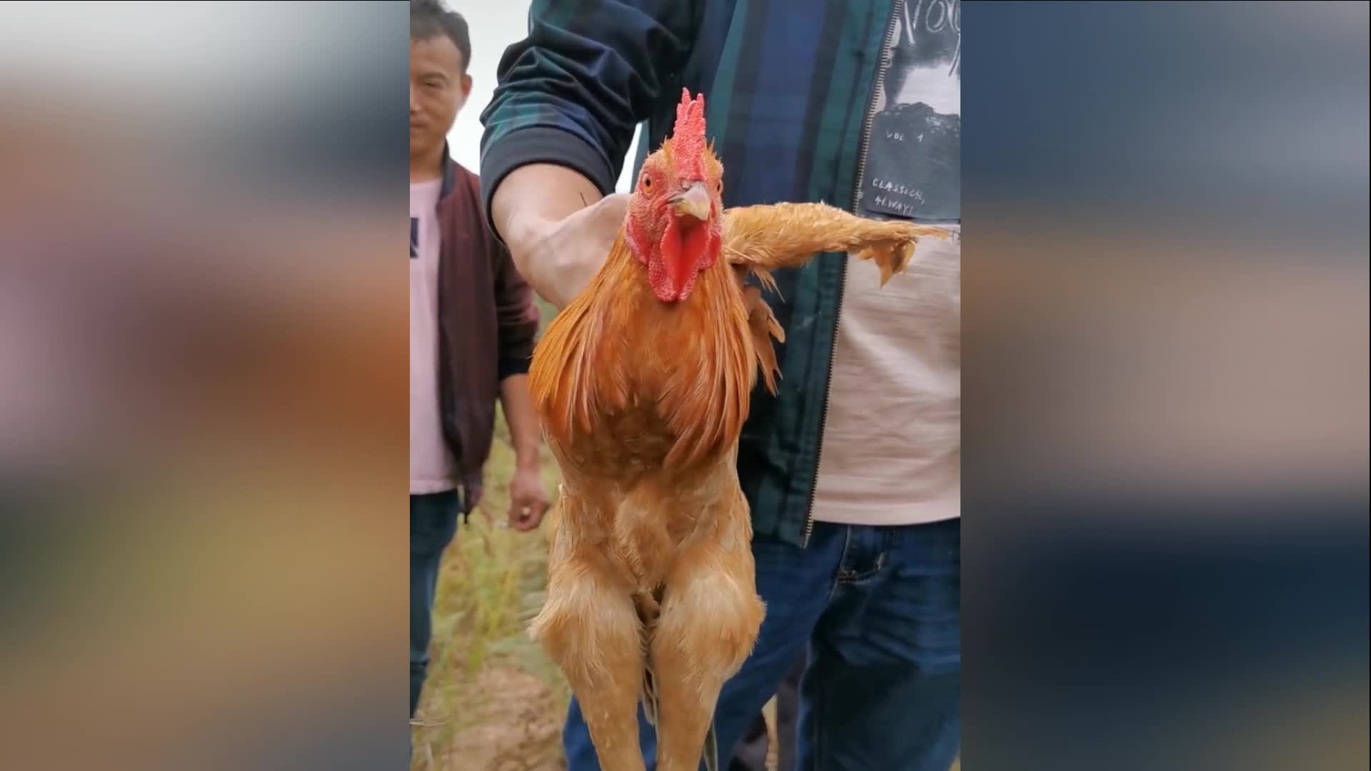 公鸡中的摄像鸡:男子无论如何晃动鸡身体,鸡头都静止不动如相机稳定器!