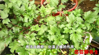 白苞蒿又叫红艾,可活血散瘀