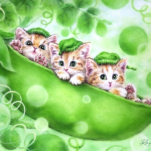 三只小萌猫 