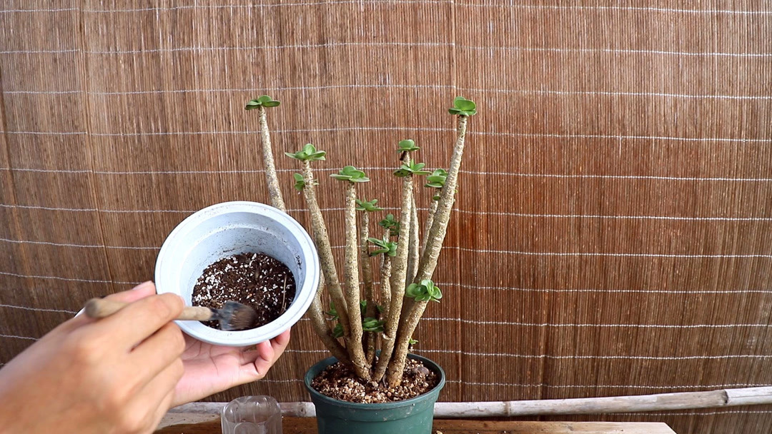 多肉植物播种如何配土最好?“3种”多肉植物播种的配土方案详解