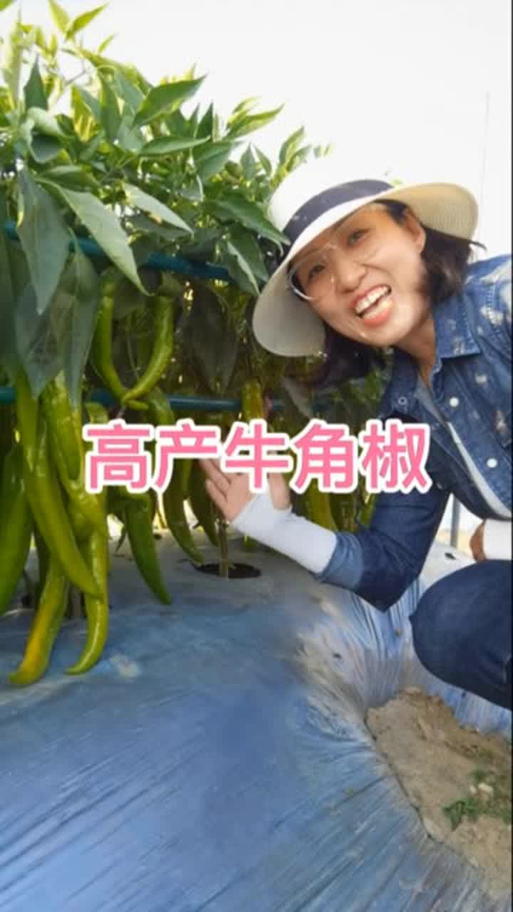 咱们种辣椒一定要选对品种,比如我们种植的这个牛角椒,产量高还香辣,.