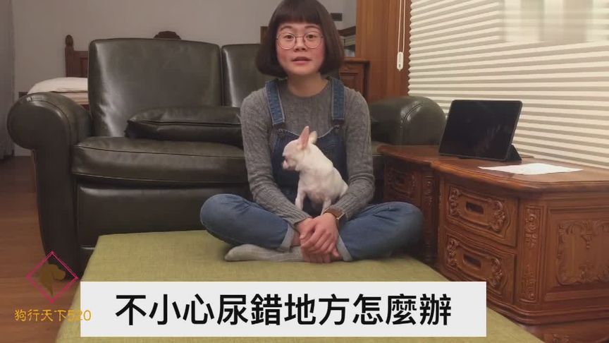总是教不会狗狗自己上厕所,别急,三分钟教你搞定!