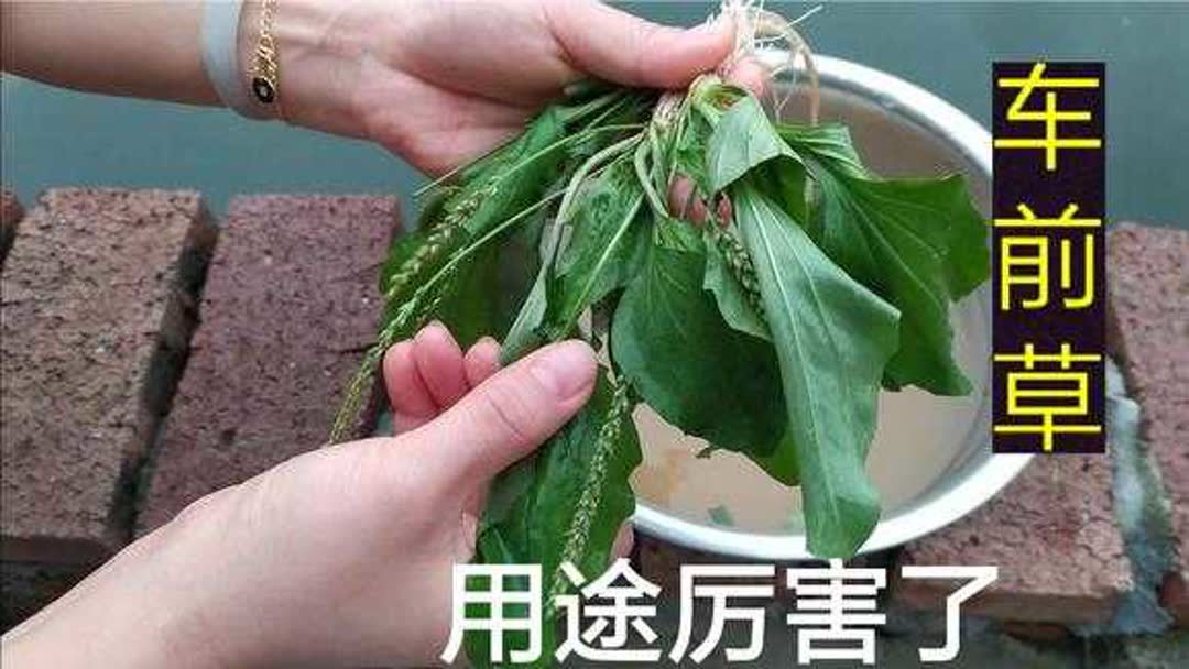车前草妙用厉害了,好多人还不知道,不懂吃法再好也没用
