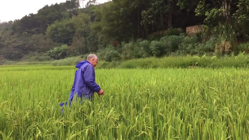 朋友们看看吧!好多朋友说这样抛秧不行。现在水稻已经开了。