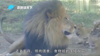 为什么老虎狮子不敢碰熊猫?熊猫:我在上古时候叫啥来着
