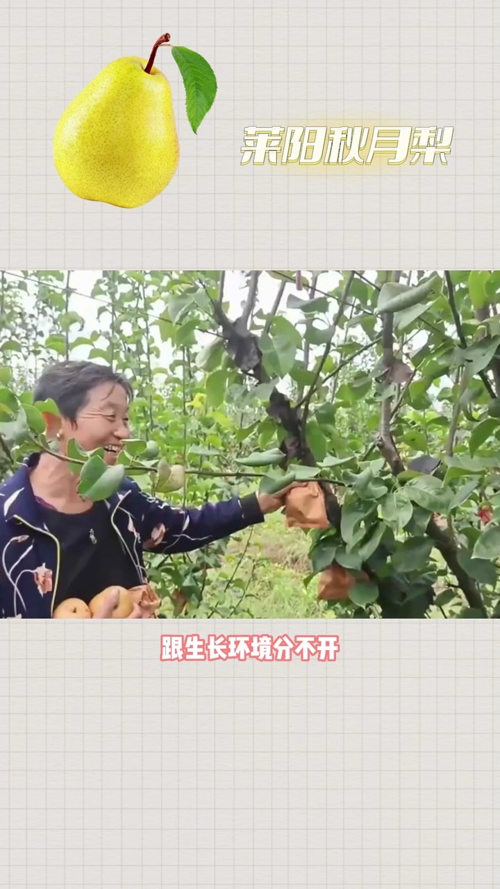 秋天的第一口秋月梨,个大饱满,香甜爆汁,很润很爽口。#助农#口感特别好