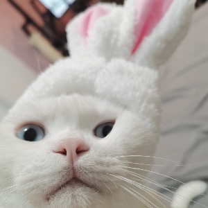 Alive_猹_eewV 