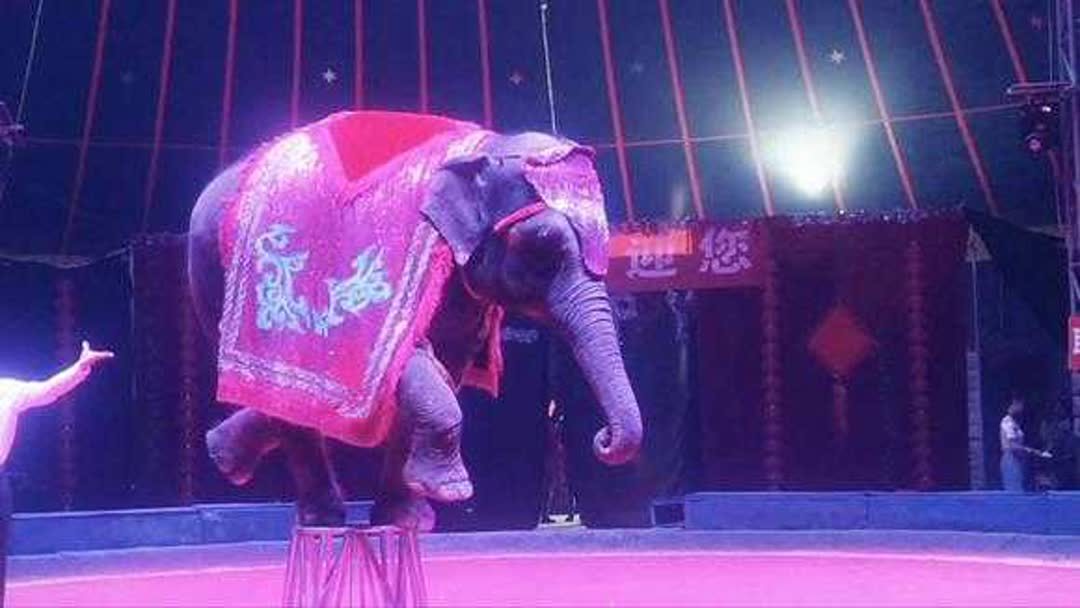 衡水野生动物园马戏表演,我们一起欣赏马术以及大象的精彩表演