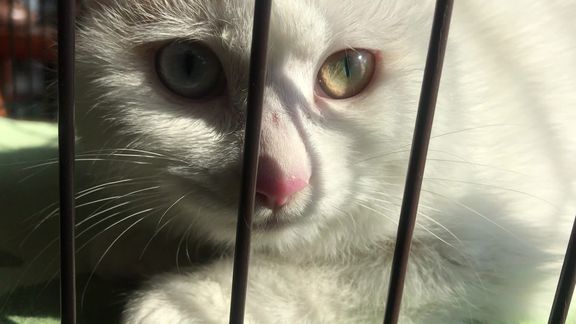 一阵风也能吓一跳的咖啡豆,出生在野外的小猫,戒备心理很重#流浪猫#