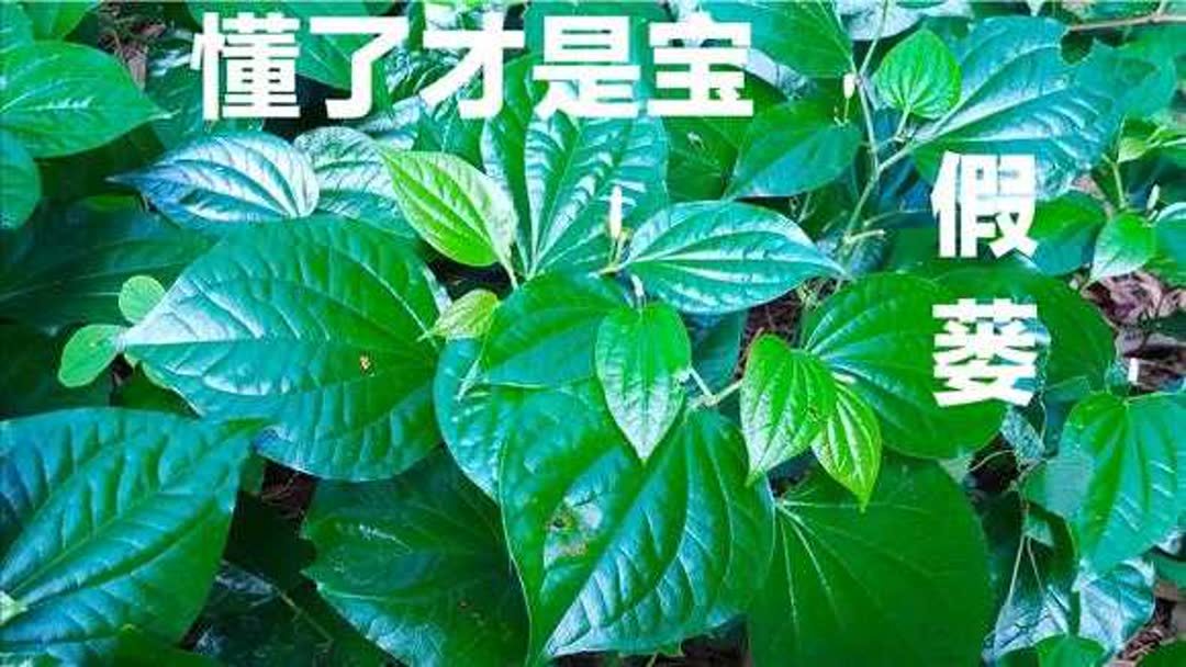 竹林下的假蒌俗称"钻骨风",好多人不知它是宝,比紫苏还香