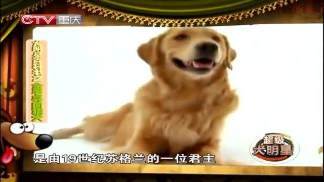 你喜欢大金毛,你了解它吗,90S带你了解金毛的前世今生