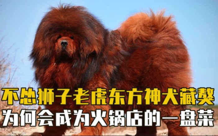 不怂狮子老虎,东方神犬藏獒,为何会成为火锅店的一盘菜