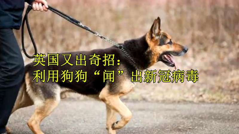 英国又出奇招,利用狗狗闻出新冠病毒!