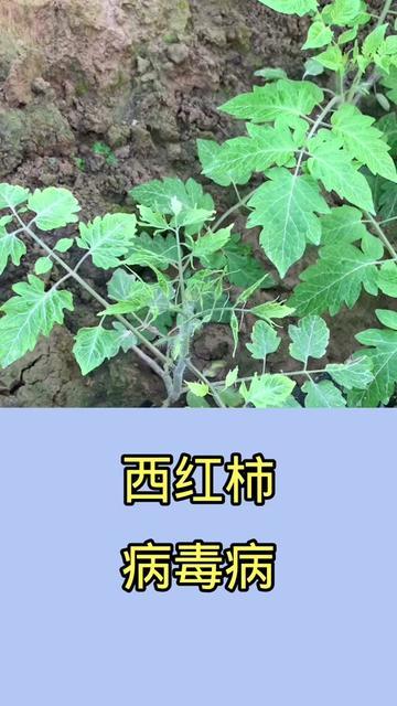 西红柿,病毒病!番茄种植技术种植大棚企业经营助推官