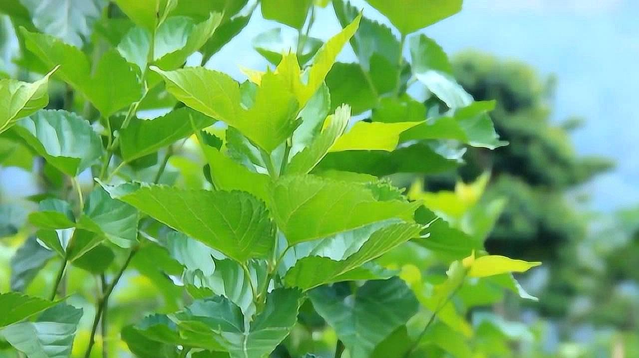 桑叶虽然常吃,但尽量少吃,知道为什么吗,现在了解还来得及!